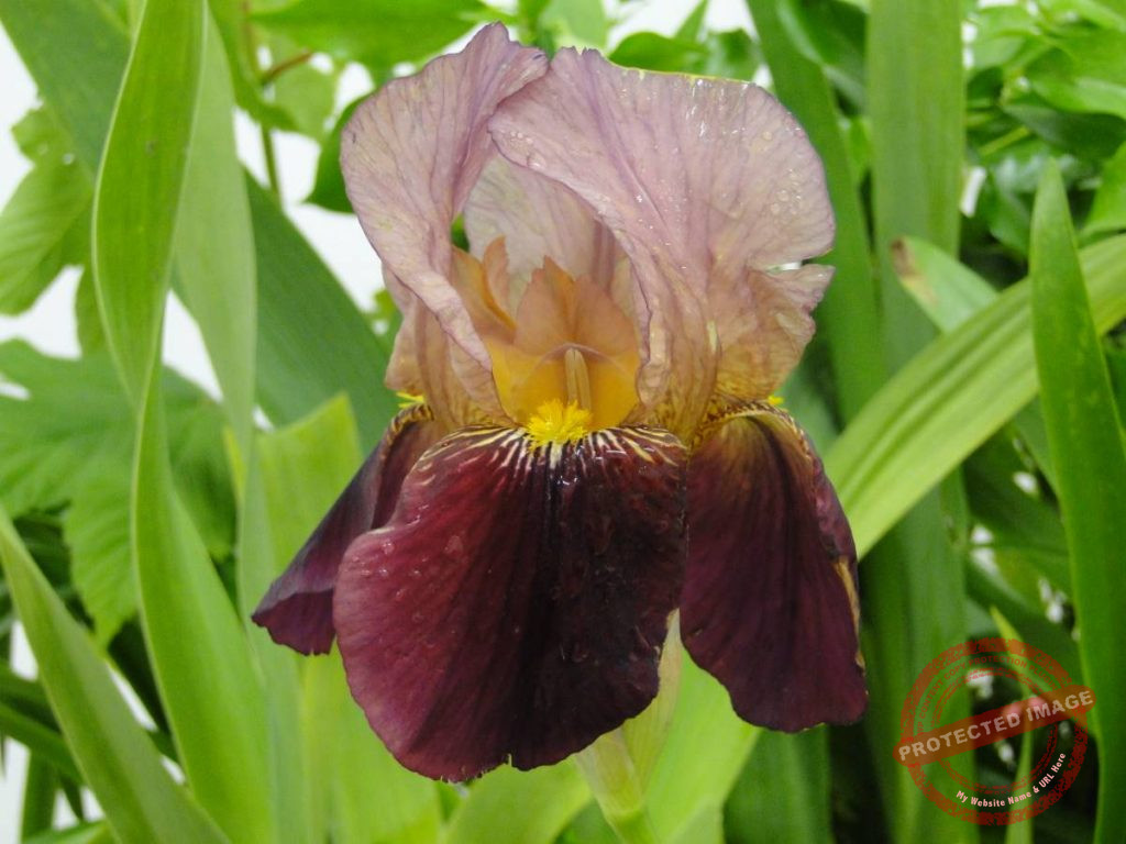Iris Germanica Indian Chief | Verschoor Horticulture