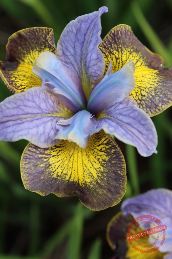 Iris siberica Peacock Butterfly sieries | Verschoor Horticulture