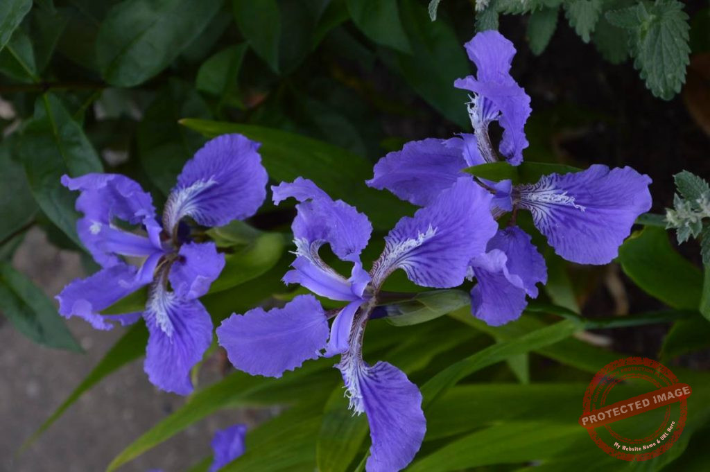 Iris tectorum Wolong | Verschoor Horticulture