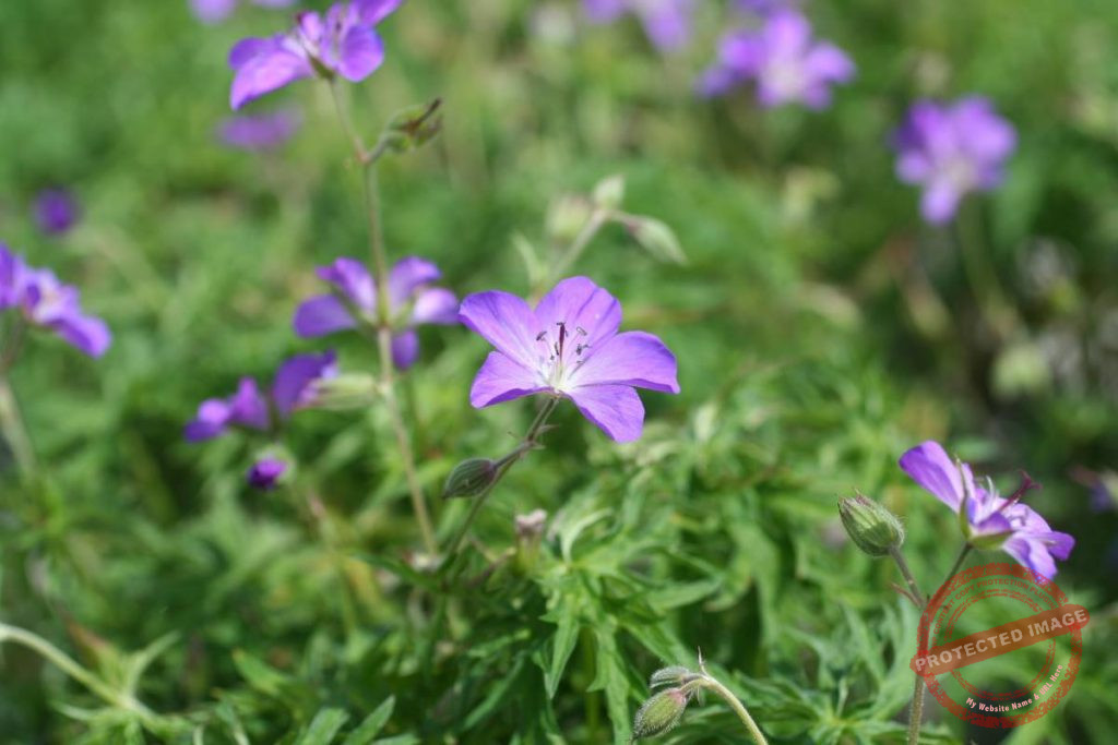 Geranium clarkei Kashmir Purple | Verschoor Horticulture