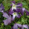 Clematis | Verschoor Horticulture