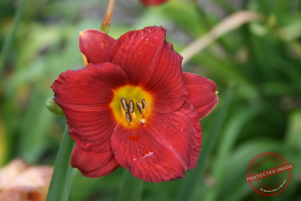 Hemerocallis Little Zinger | Verschoor Horticulture