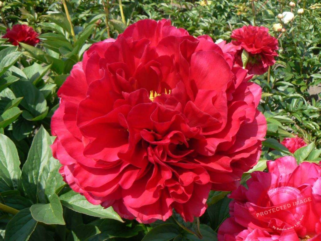 Paeonia Old Faithful | Verschoor Horticulture