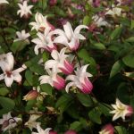 Clematis | Verschoor Horticulture