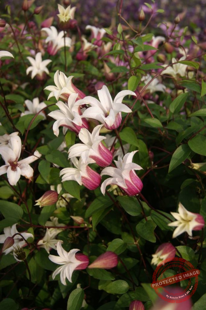 Clematis Princess Kate® | Verschoor Horticulture