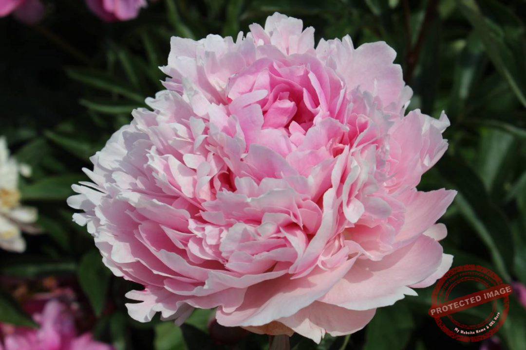 Paeonia Alice Harding | Verschoor Horticulture
