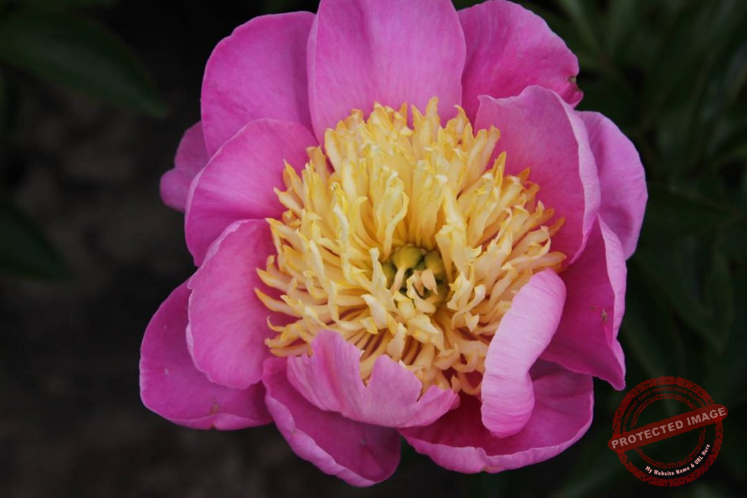 Paeonia Antwerpen | Verschoor Horticulture