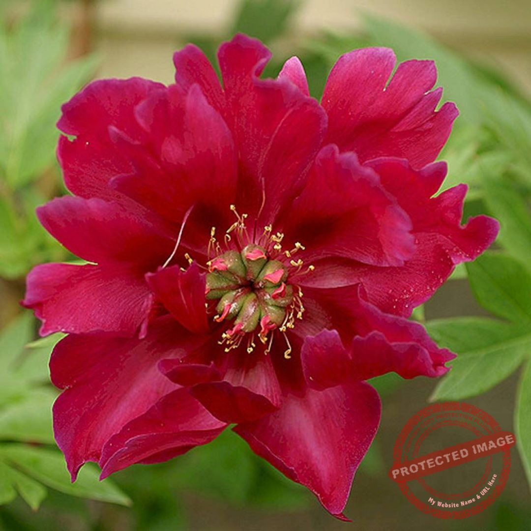 Paeonia Itoh Hybrids | Verschoor Horticulture