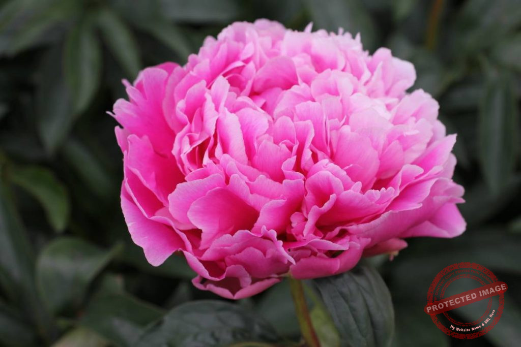 Paeonia Jacorma | Verschoor Horticulture