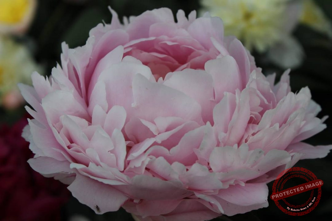 Paeonia Pillow Talk | Verschoor Horticulture