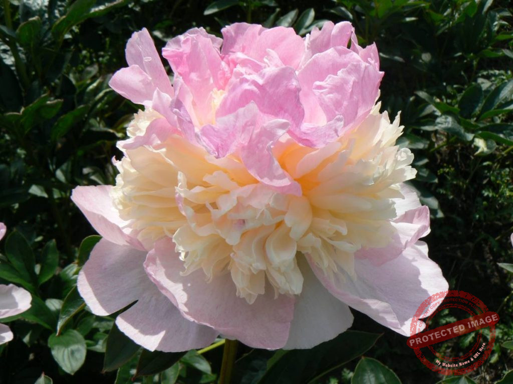 Paeonia Raspberry Sundae | Verschoor Horticulture