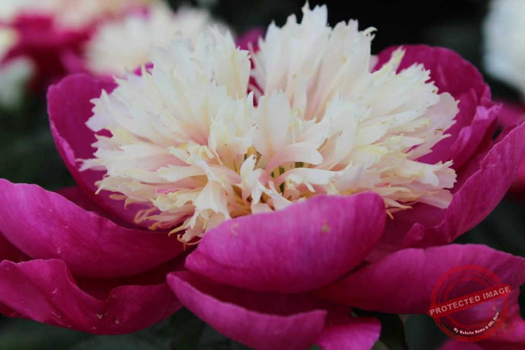 Paeonia White Cap | Verschoor Horticulture