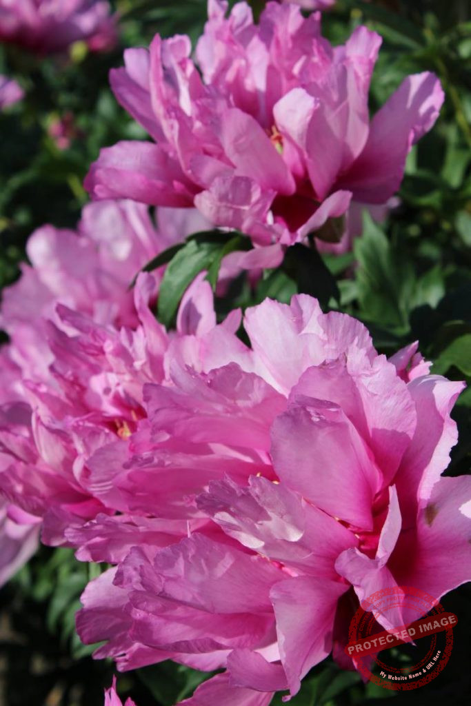 Paeonia First Arrival | Verschoor Horticulture