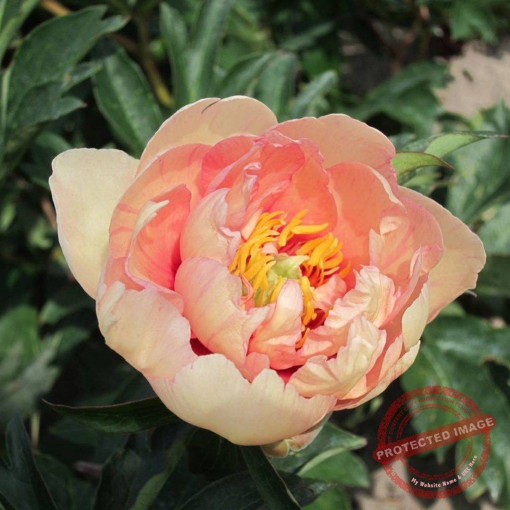 Paeonia Itoh Hybrids | Verschoor Horticulture