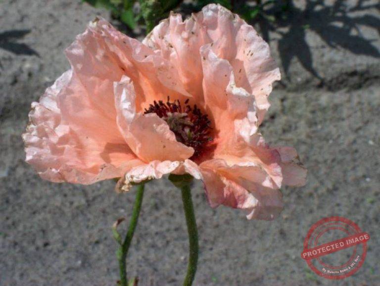 Papaver Helen Elizabeth | Verschoor Horticulture