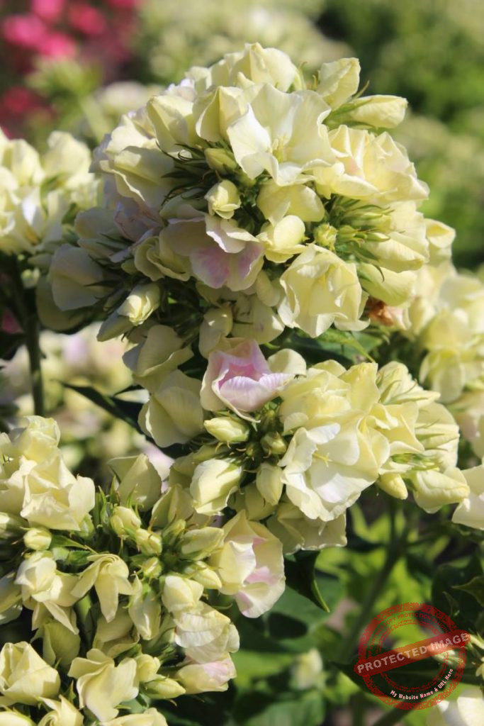 Phlox pan,Crême de la Crême | Verschoor Horticulture