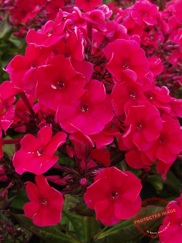 Phlox pan, Mary® | Verschoor Horticulture