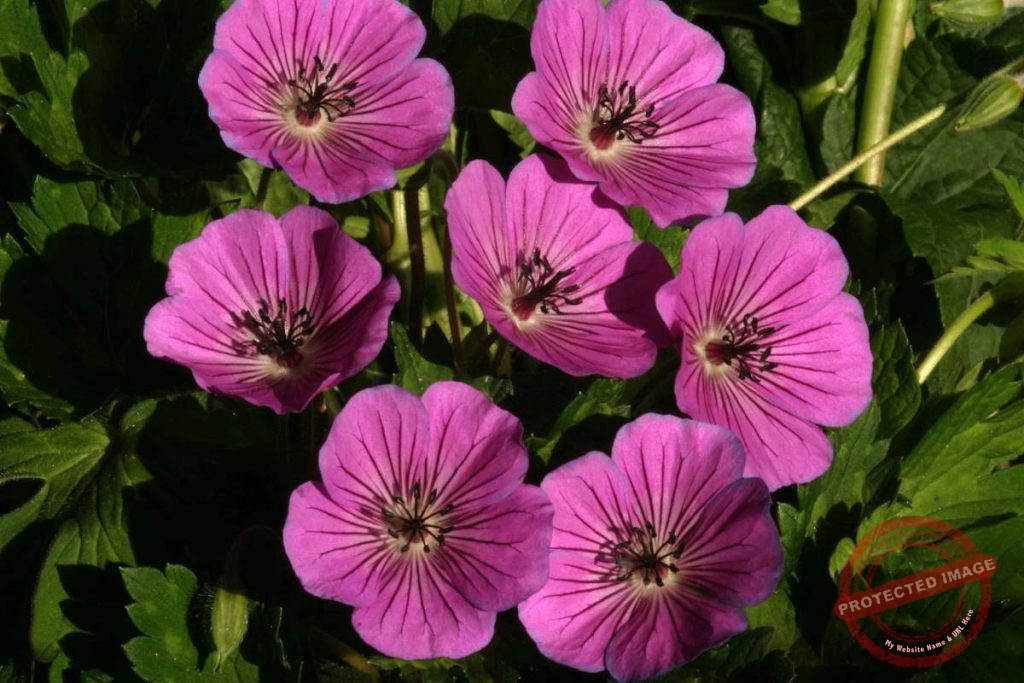 Geranium Pink Penny® | Verschoor Horticulture