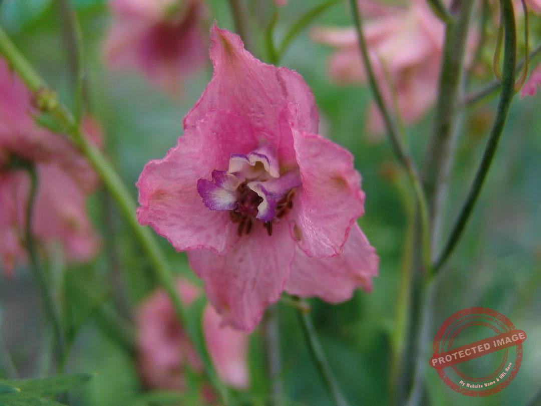 Delphinium bellad. Pink Sensation | Verschoor Horticulture