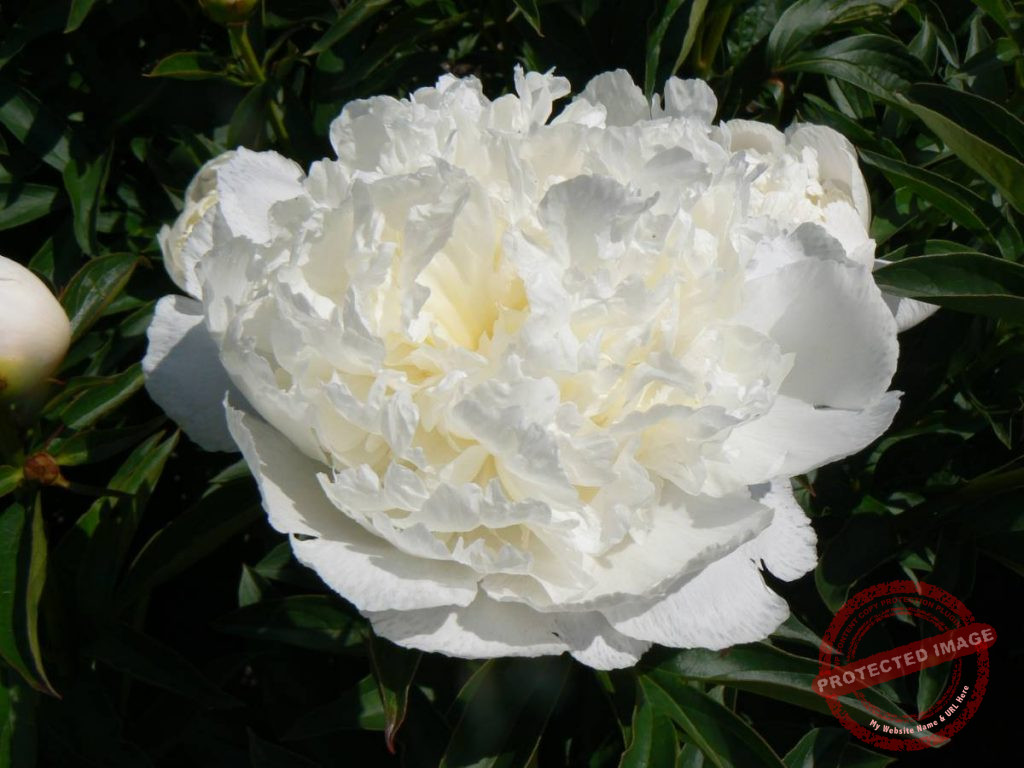 Paeonia Princess Bride | Verschoor Horticulture