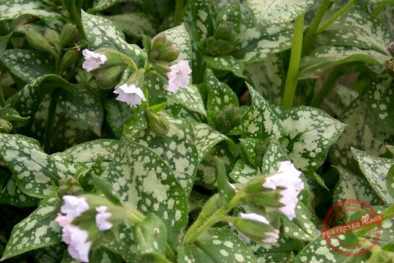 Pulmonaria | Verschoor Horticulture