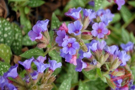Pulmonaria | Verschoor Horticulture