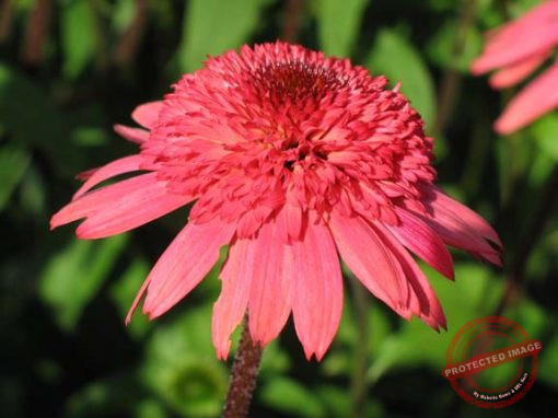 Echinacea Raspberry Truffle® | Verschoor Horticulture