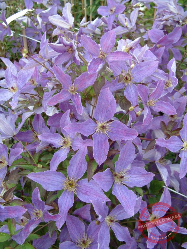 Clematis Sunny Sky® | Verschoor Horticulture