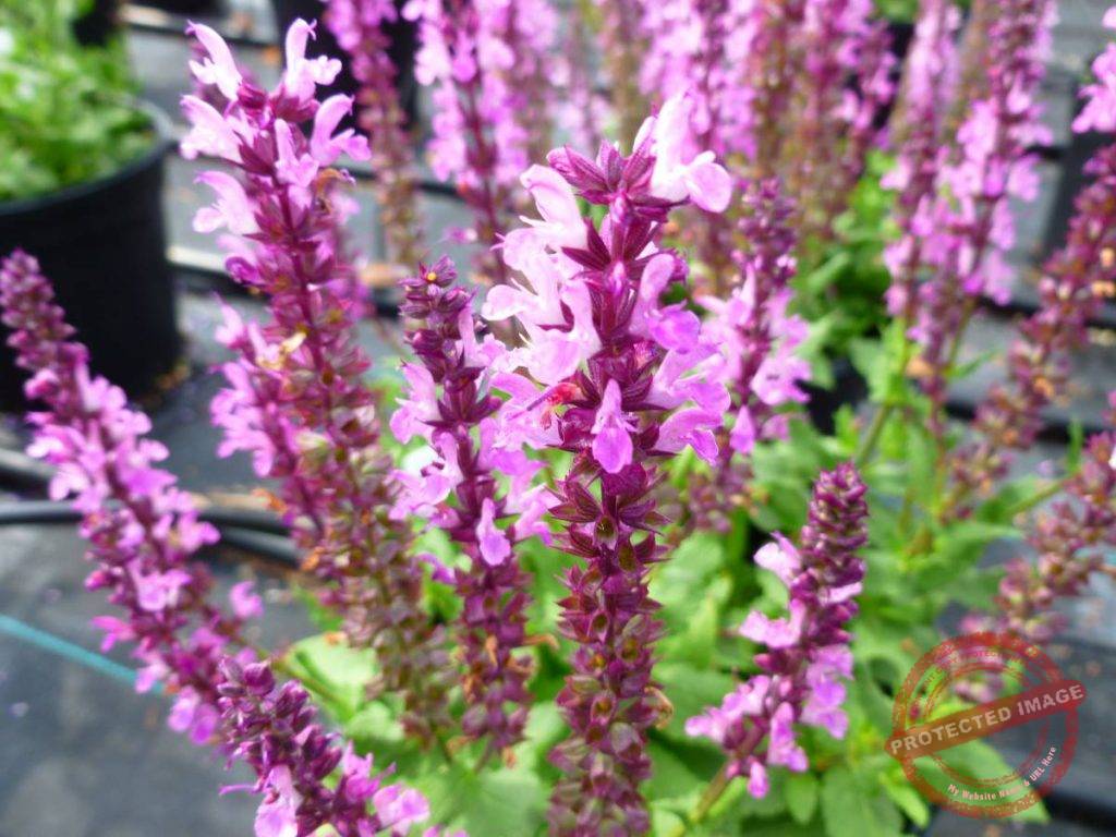 Salvia nemorosa Lyrical® Rose | Verschoor Horticulture