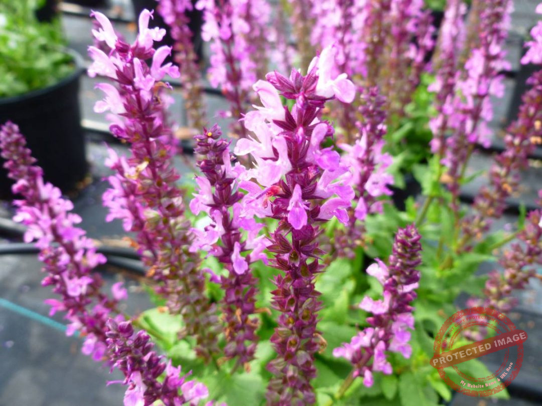 Salvia nemorosa Lyrical® Rose | Verschoor Horticulture