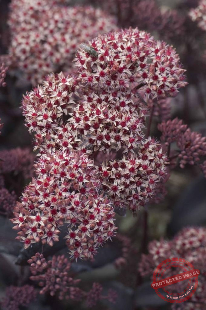 Sedum Coral Reef® | Verschoor Horticulture