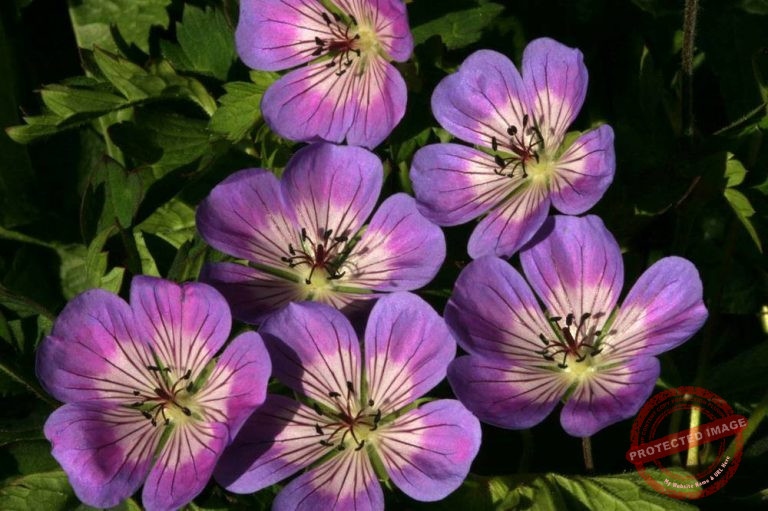 Geranium Sweet Heidi® | Verschoor Horticulture
