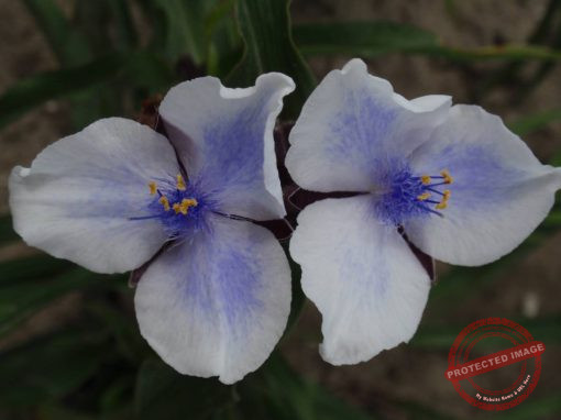 Tradescantia Merlot Clusters® | Verschoor Horticulture