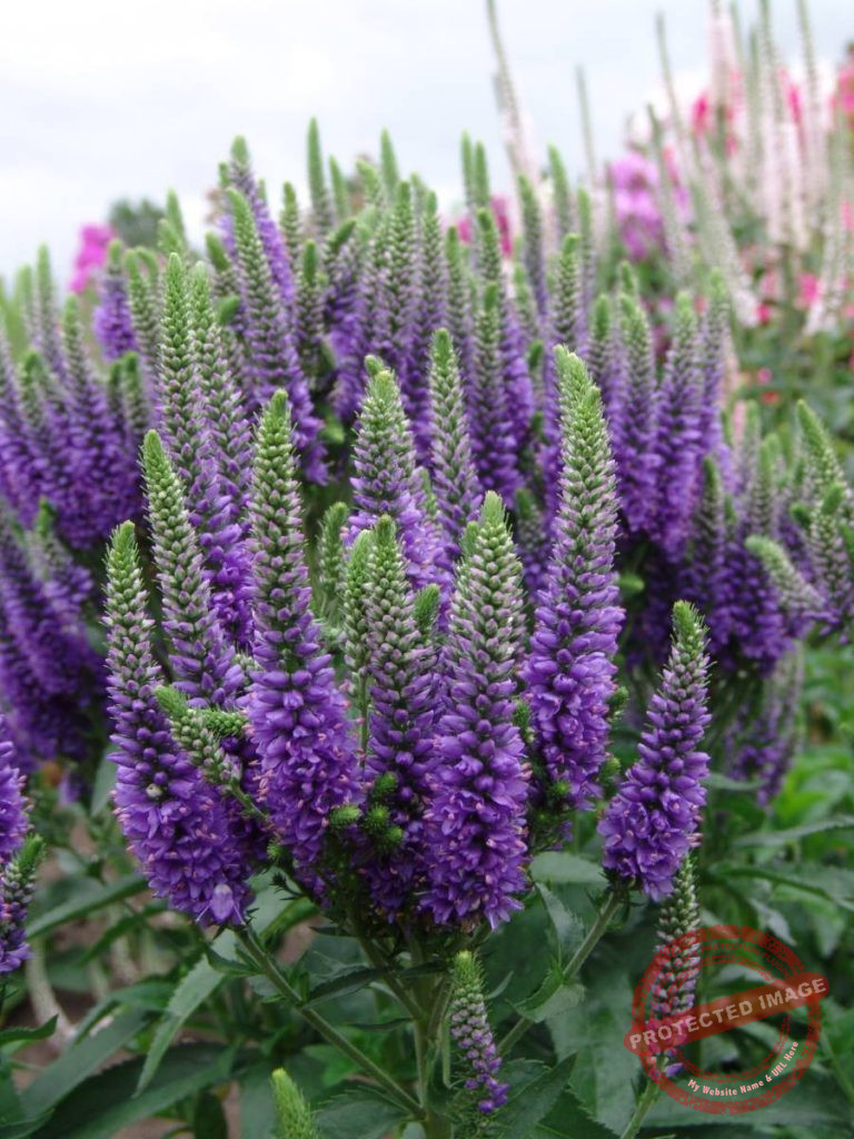Veronica hybride Blue Mountains | Verschoor Horticulture