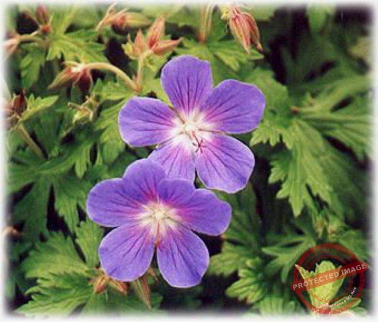 Geranium himalayense | Verschoor Horticulture