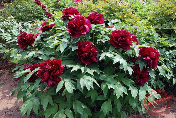 The Chinese Mudan | Verschoor Horticulture