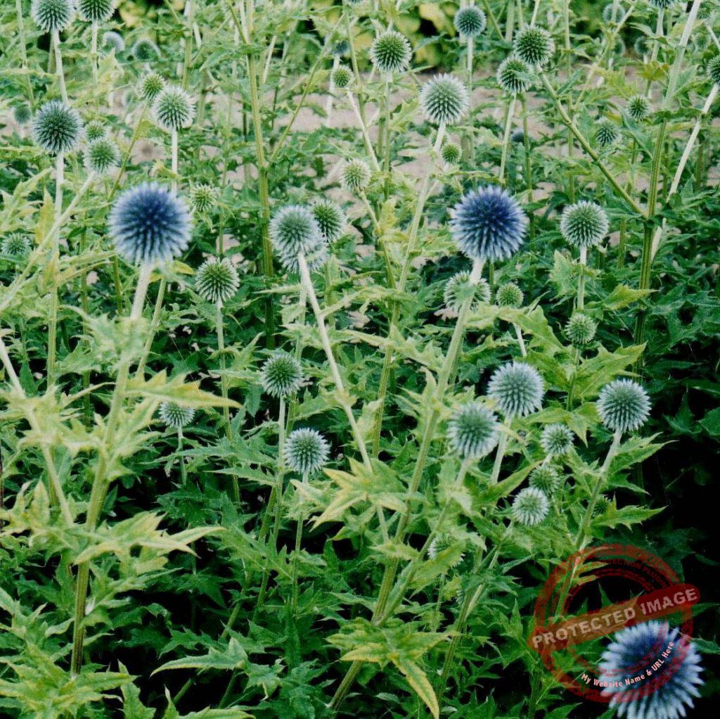 Echinops | Verschoor Horticulture