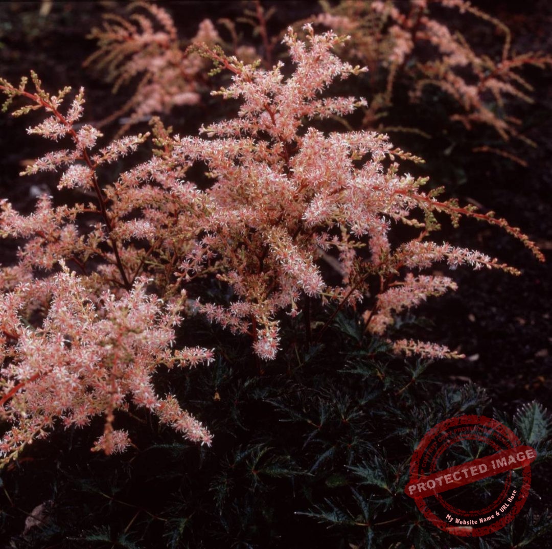 Astilbe Sprite | Verschoor Horticulture